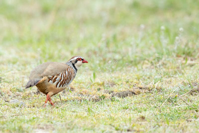 Closeup Shot of a Rock Partridge Bird Walking in the Greenery Stock ...