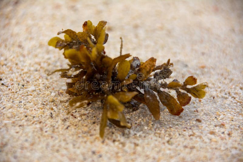Closeup Shot of a Rockweed on the Beach Stock Photo - Image of shore ...