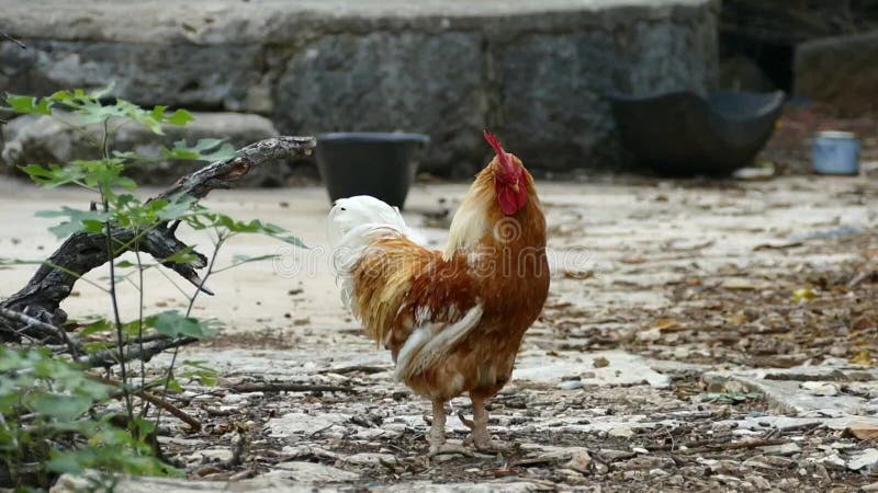 Closeup Shot of a Rooster Looking Around on the Ground Stock Video ...