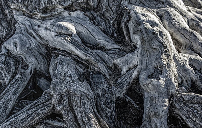 Closeup Shot of Roots of an Old Tree in Grey Shades Stock Photo - Image ...
