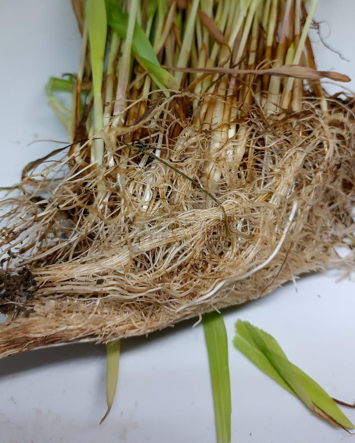 Closeup Shot of Roots of the Plant on a White Surface Stock Image ...