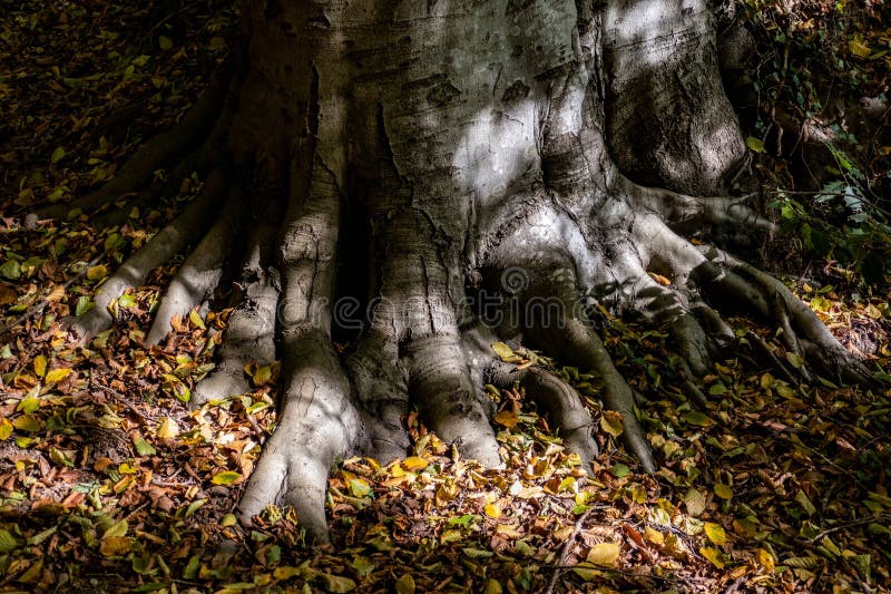 Closeup Shot of the Roots of a Tree Peacefully Lying in a Grassy Meadow ...