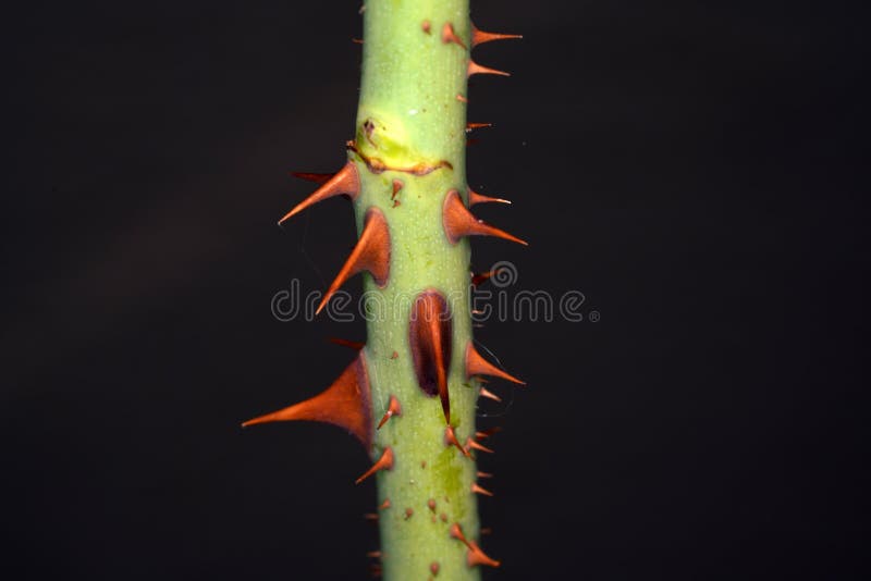 Flower Thorns stock image. Image of thorn, building, kenanga - 88722471