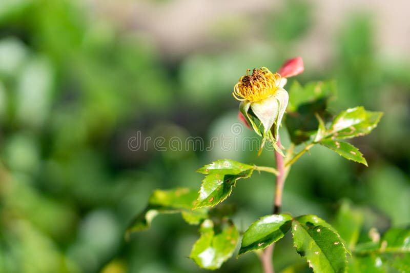 Closeup Shot of Rose without Petals in the Garden Stock Photo - Image ...
