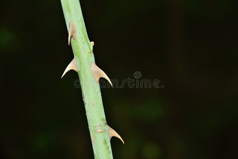 Closeup Shot of a Rose Stem with Needles Stock Photo - Image of closeup ...