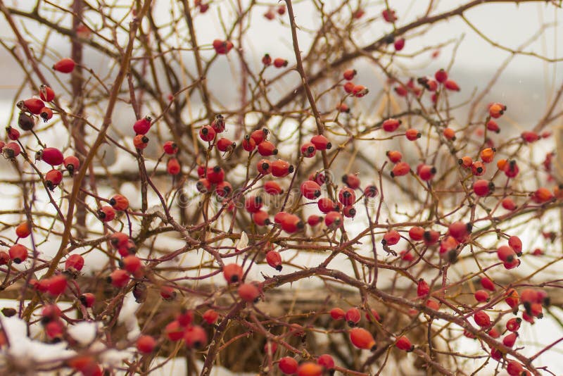 Closeup Shot of a Rosehip Tree Stock Image - Image of natural, leaves ...