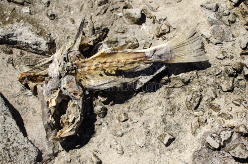 1,438 Rotten Fish Stock Photos - Free & Royalty-Free Stock Photos from ...