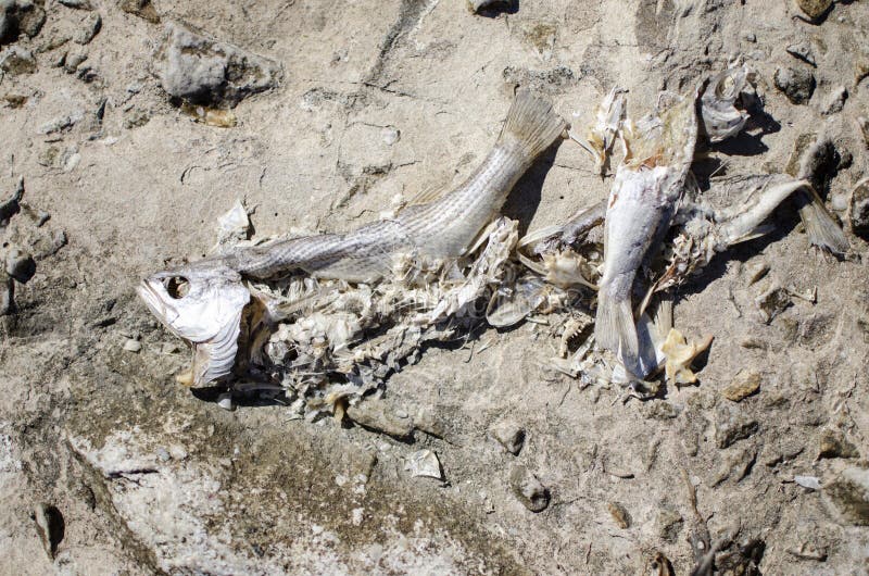 Rotten fish stock photo. Image of food, silver, torpedo - 15351796