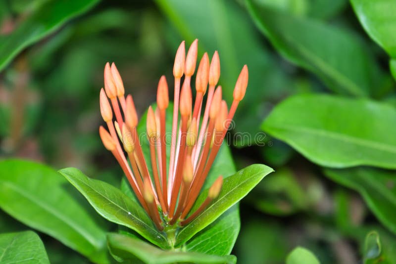 Rubiaceae flower stock photo. Image of plant, thai, garden - 67536636