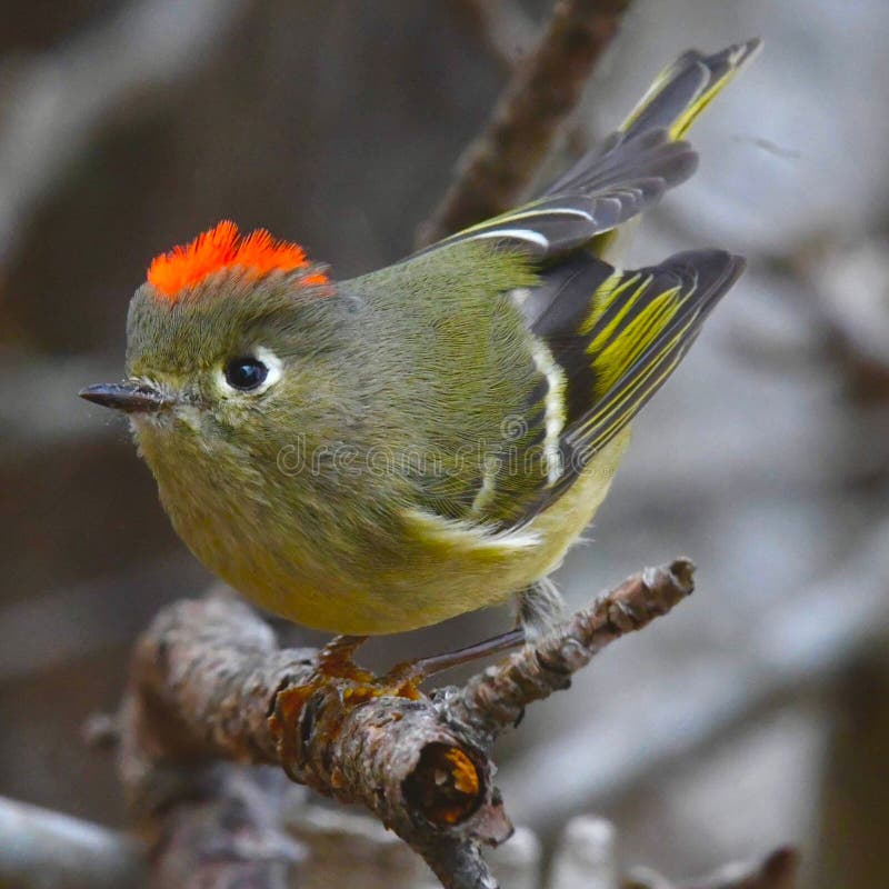 Closeup Shot of a Ruby-crowned Kinglet Bird Perched on a Tree Branch ...