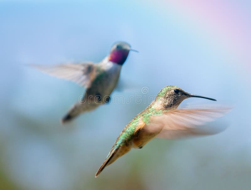 Closeup Shot of Ruby-throated Hummingbirds Flying in the Air Stock ...