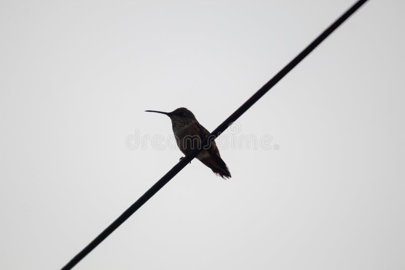 Hummingbird on a Wire stock photo. Image of skies, clear - 56049186