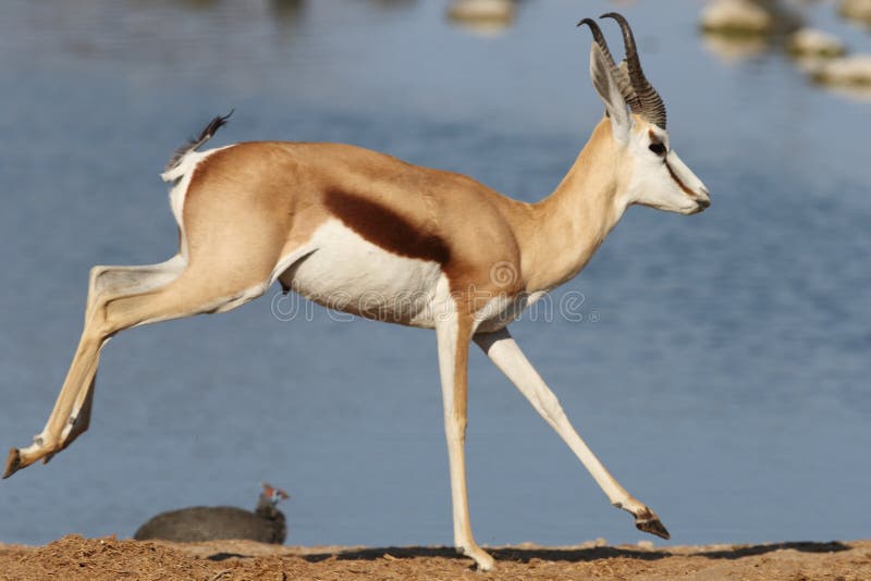 921 Gazelle Running Stock Photos - Free & Royalty-Free Stock Photos ...