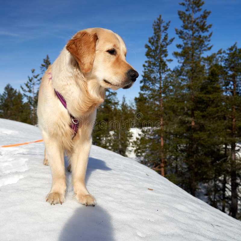 The Russian Greenery is a Musical Instrument. Stock Image - Image of ...