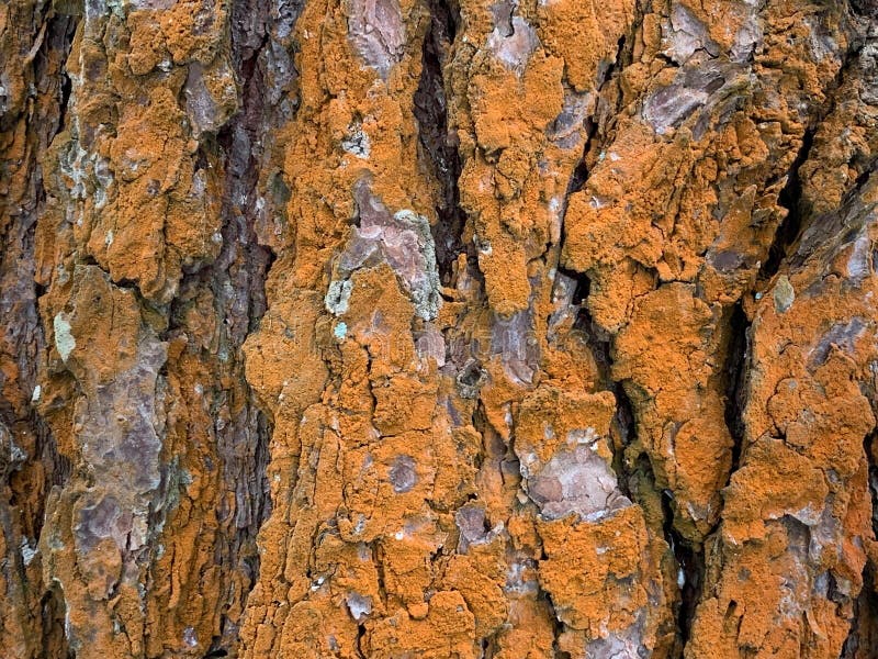Rusty pine tree bark stock photo. Image of tree, weathered - 132902798