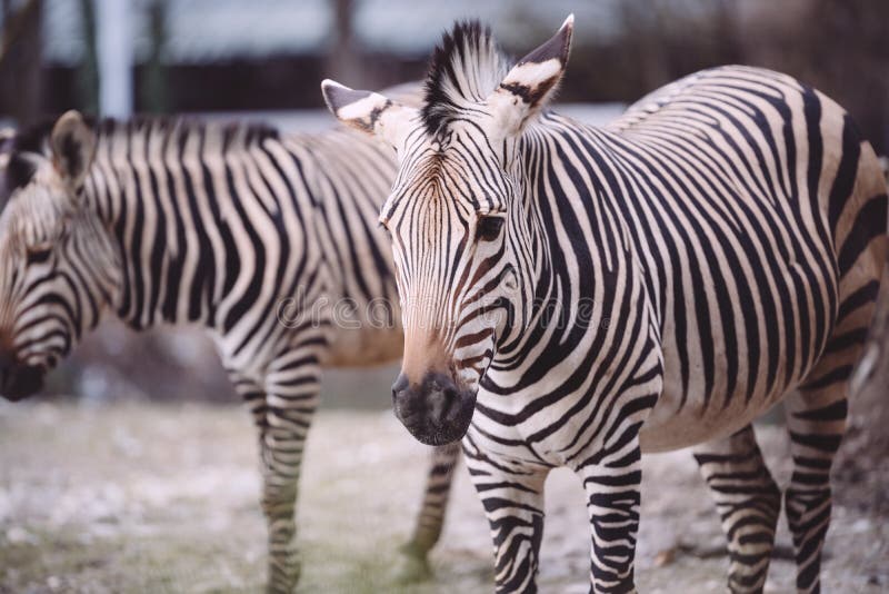 Closeup Shot of a Sad Zebra in a Zoo Stock Image - Image of design ...