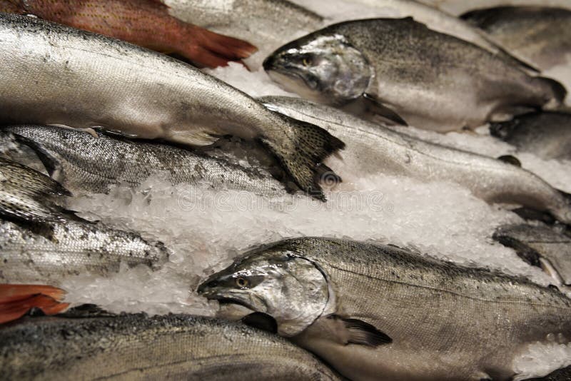 Closeup Shot of Salmon Fish Covered with Ice in a Store Stock Photo ...