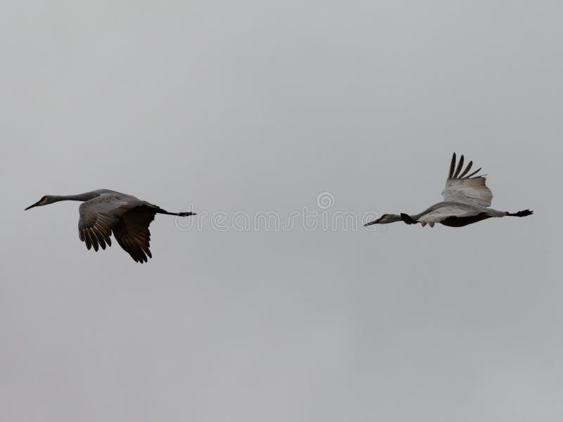Closeup Shot of Sandhill Crane Birds Flying in the Sky Stock Photo ...