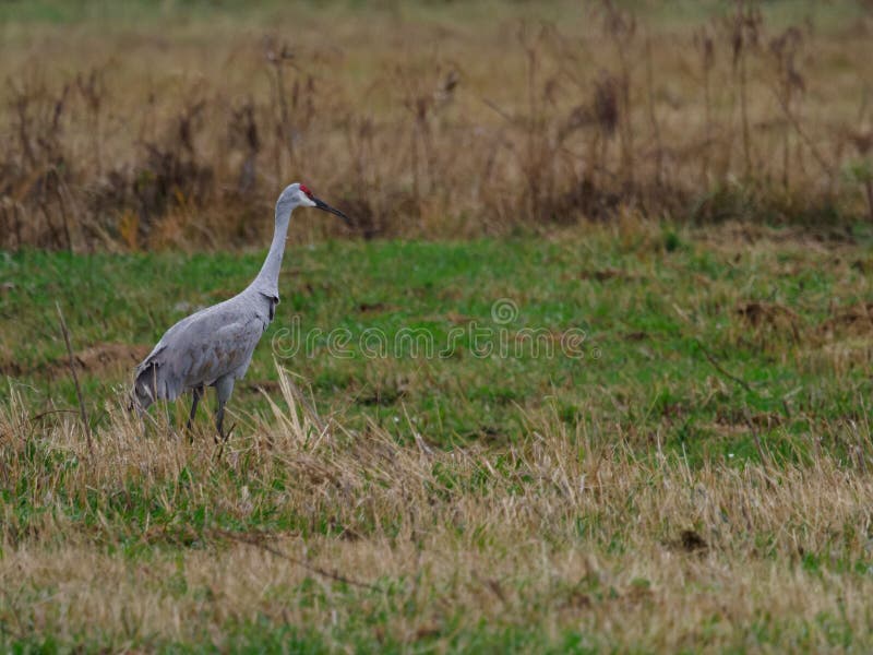 Closeup Shot of a Sandhill Crane Resting in Field during Fall Migration ...