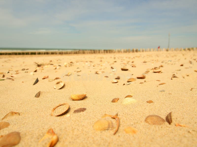Closeup Shot of a Sandy Beach with Shells on the Sand in a Sunny Blue ...
