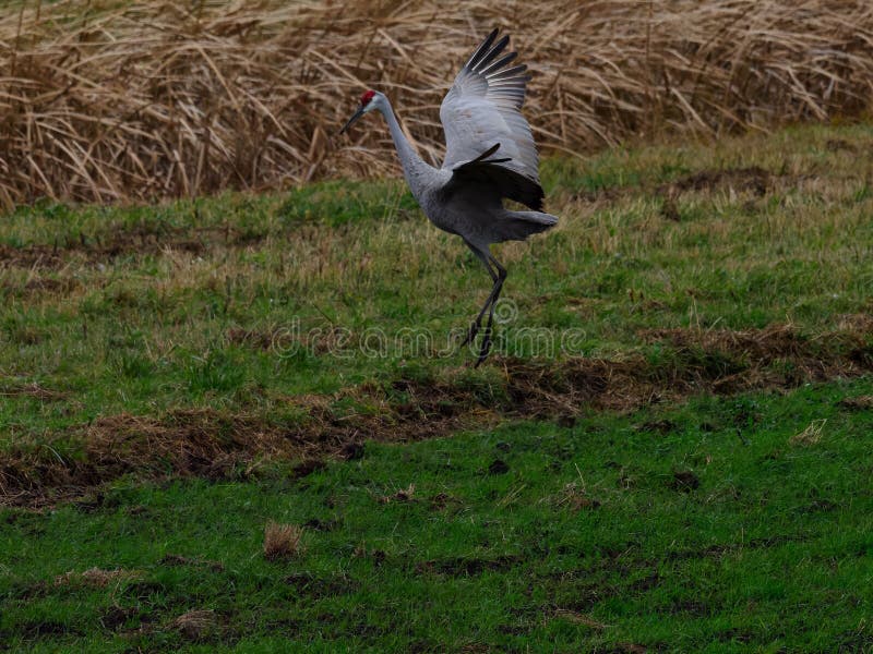 Closeup Shot of a Sarus Crane Bird on a Green Grass Field Stock Image ...