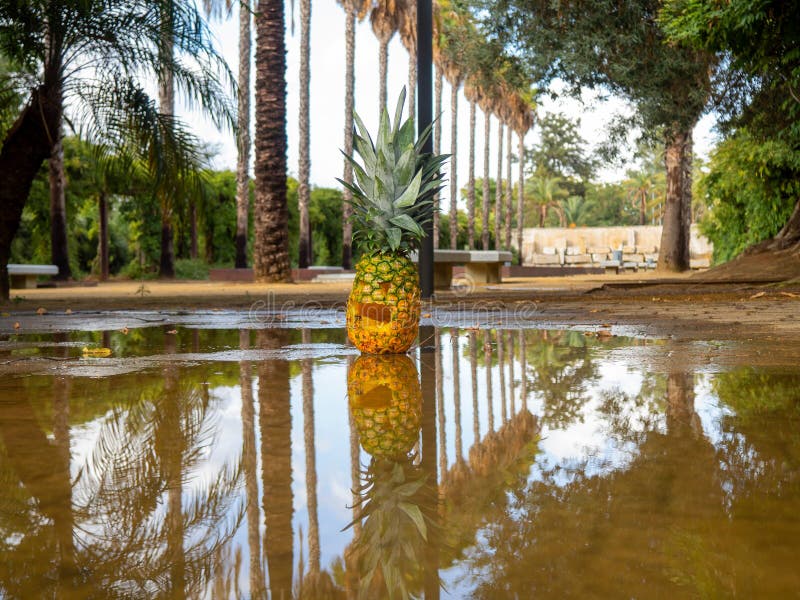 Closeup Shot of a Scary Pineapple for a Halloween Party Stock Photo ...