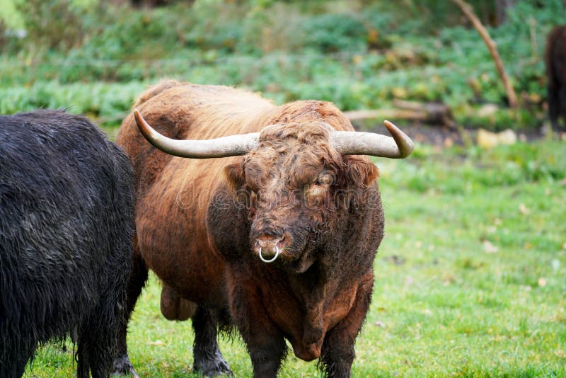 Two Highland Cow Bulls with Big Horns Stock Image - Image of country ...
