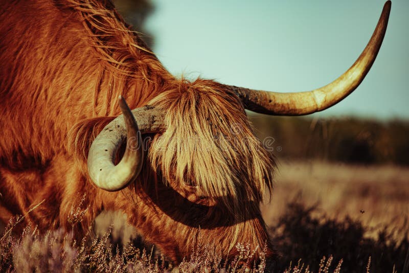 2,527 Scottish Highlander Cattle Stock Photos - Free & Royalty-Free ...