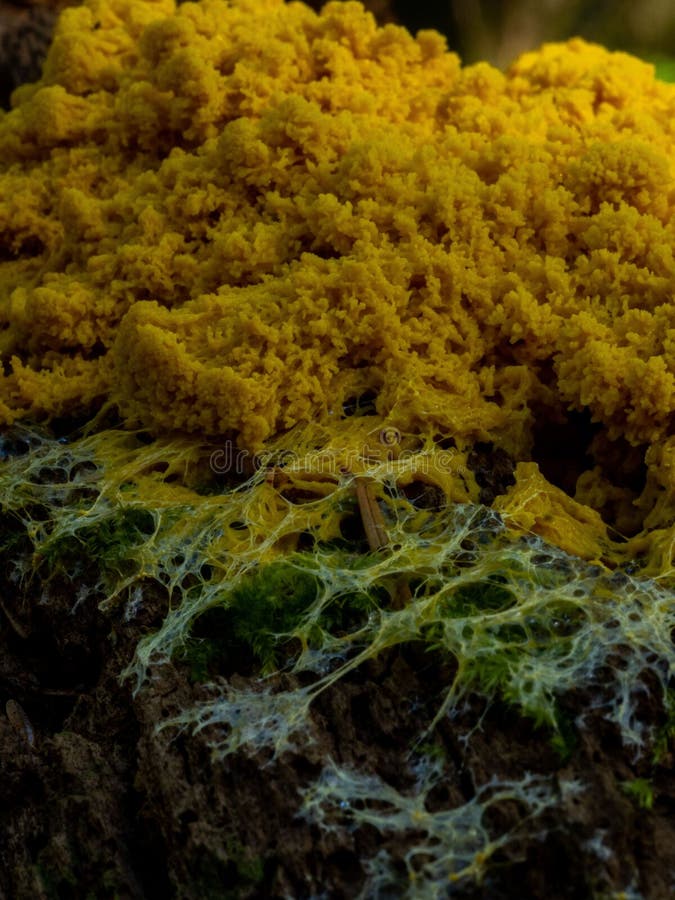 Closeup Shot of Scrambled Egg Slime Mold on a Tree Trunk in the ...