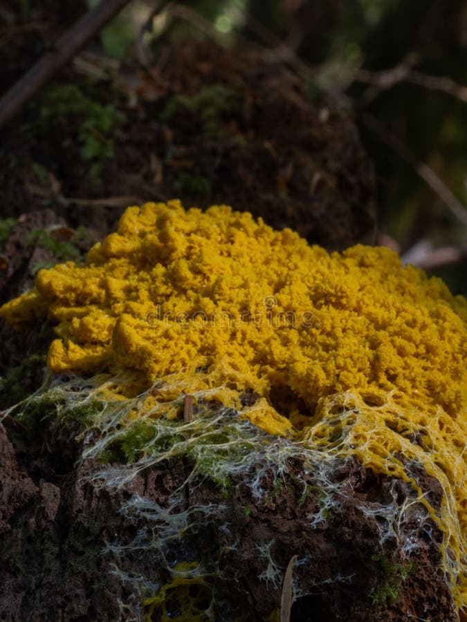 Closeup Shot of Scrambled Egg Slime Mold on a Tree Trunk in the ...