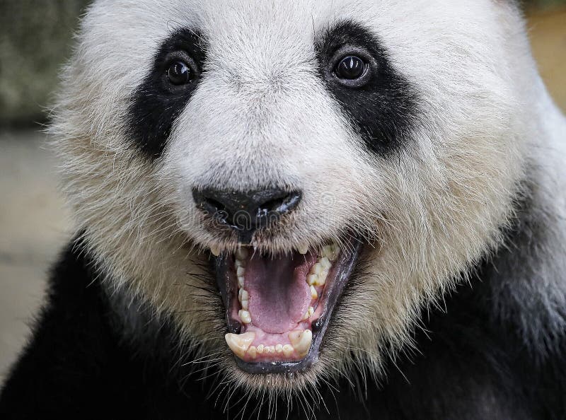 Closeup Shot of Screaming Panda Face Stock Photo - Image of shocked, expression: 262019042