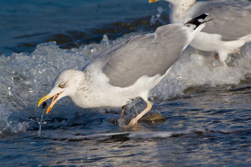 Closeup Shot of a Seagull Catching Mussels Stock Image - Image of gull ...