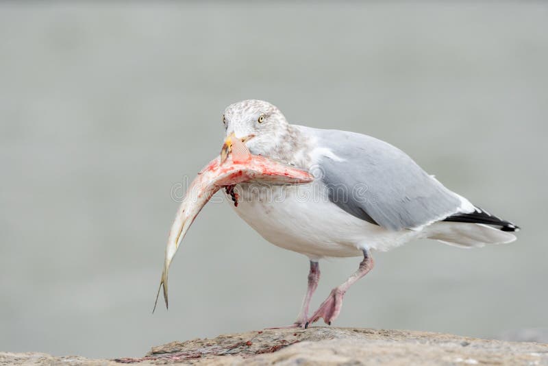 Closeup Shot of a Seagull Eating a Fish on a Stone Stock Photo - Image ...