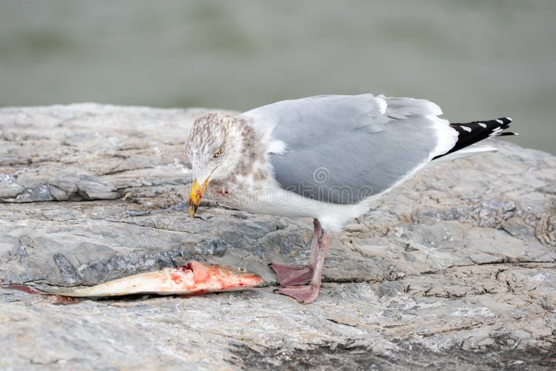 Closeup Shot of a Seagull Eating a Fish on a Stone Stock Photo - Image ...