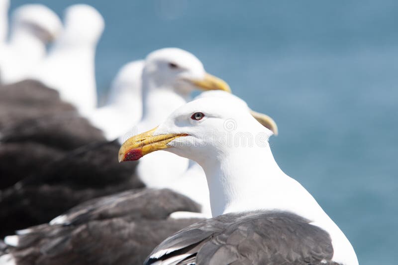 Closeup Shot of Seagull Faces Near the Sea Stock Photo - Image of white ...