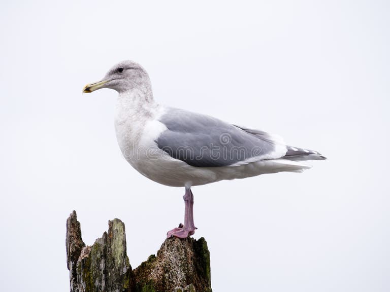 Closeup shot of a seagull stock image. Image of standing - 48825765