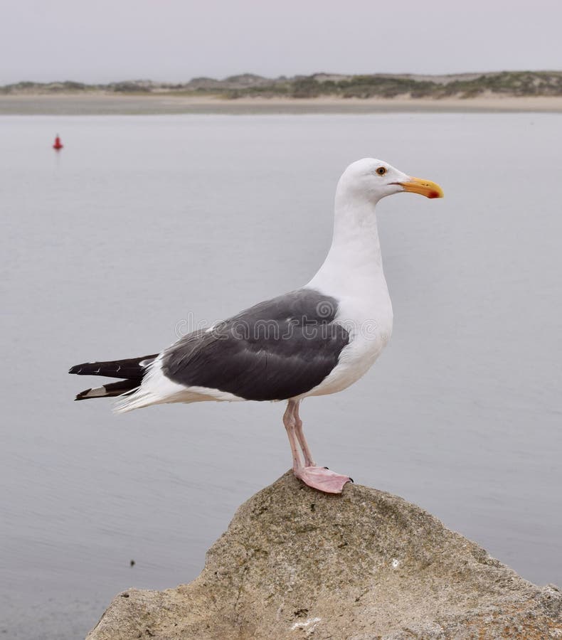 Seagull standing on beach stock image. Image of feathers - 282161581