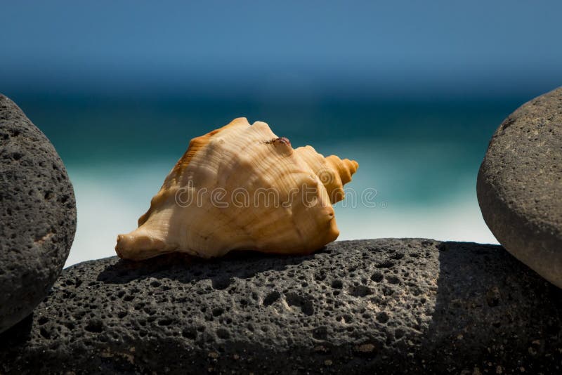 Seashell on stone seacoast stock photo. Image of beautiful - 11720404
