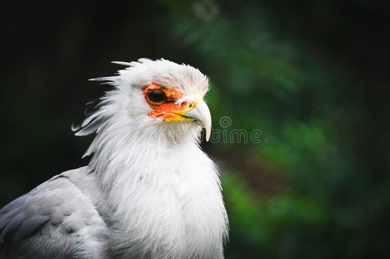 Secretarybird closeup stock photo. Image of nature, fauna - 11270274