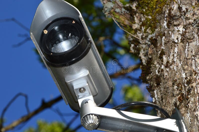 Digital CCTV Camera on the Oak Tree Trunk with Blue Sky on Background ...