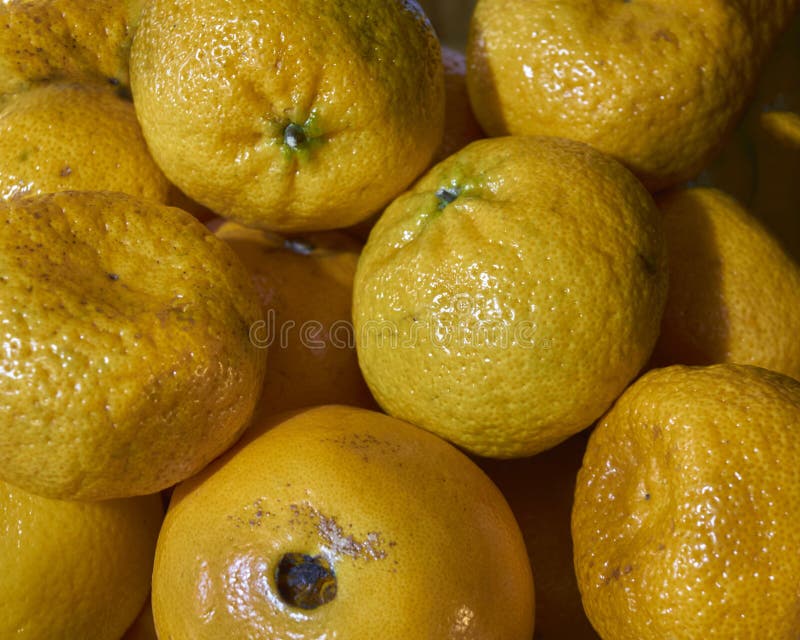 Closeup Shot of Several Lemons Next To Each Other Stock Image - Image ...
