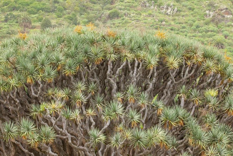 Closeup Shot of Sharp Tree Branches Stock Photo - Image of wood ...