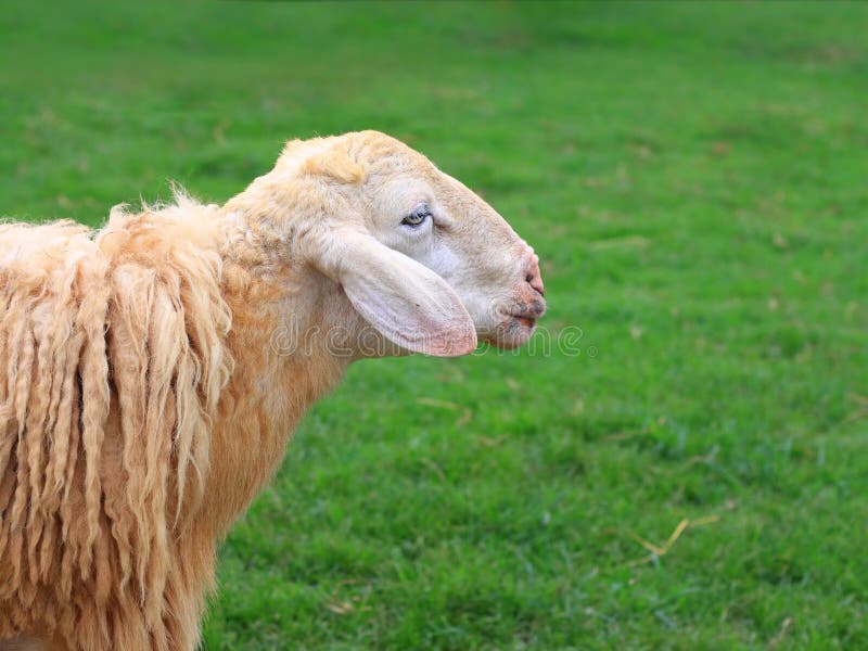 Closeup Shot Of Sheep Standing Stock Image - Image of grass, closeup ...