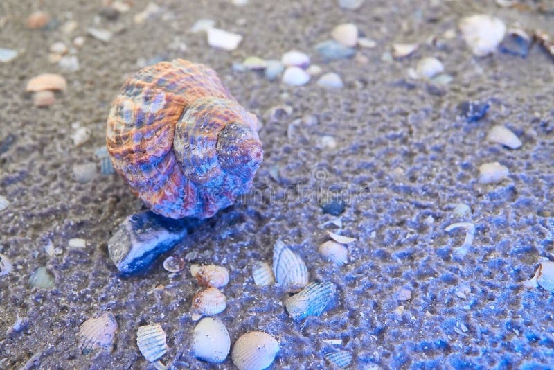 Shell falling in sea water stock image. Image of shell - 30551079