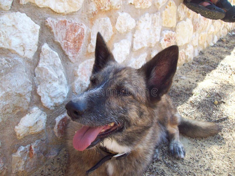 Closeup Shot of a Shepherd Dog Sitting in the Shadow Stock Image ...