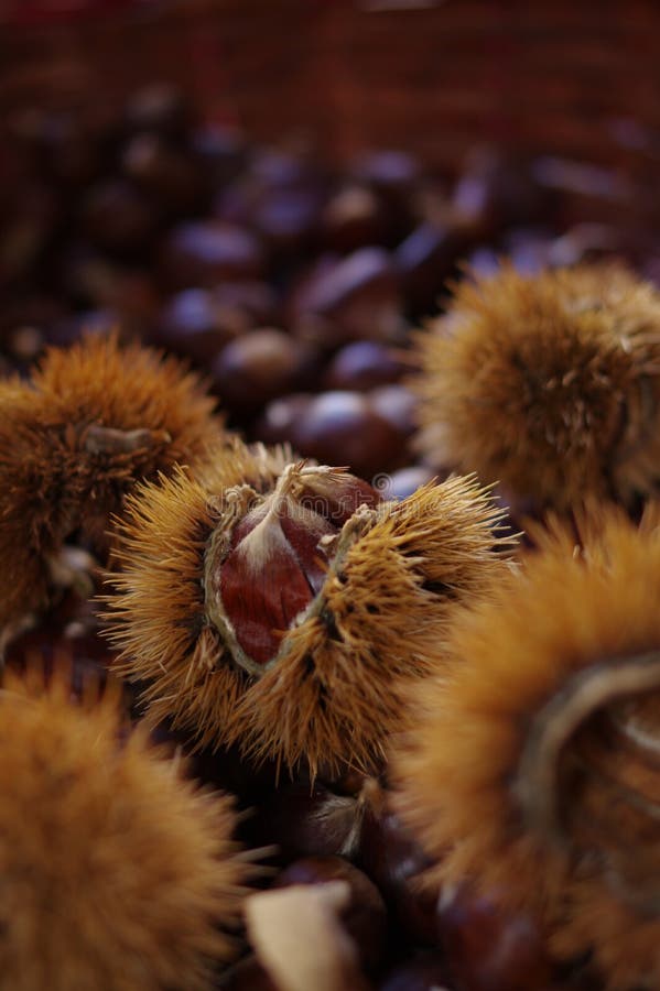 Closeup Shot Shiny Brown Chestnuts with Spiky Shells Stock Image ...