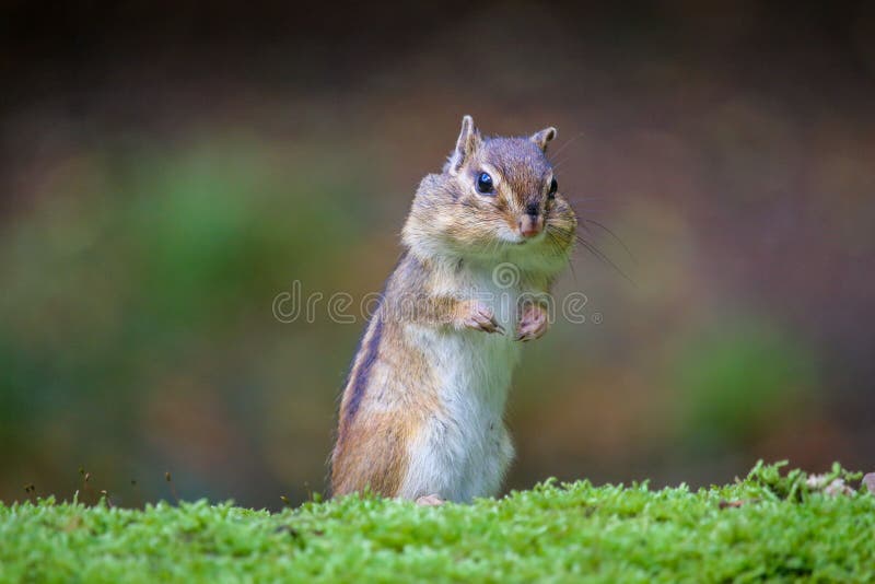 Closeup Shot of a Siberian Chipmunk on a Grass Field in a Forest Stock ...