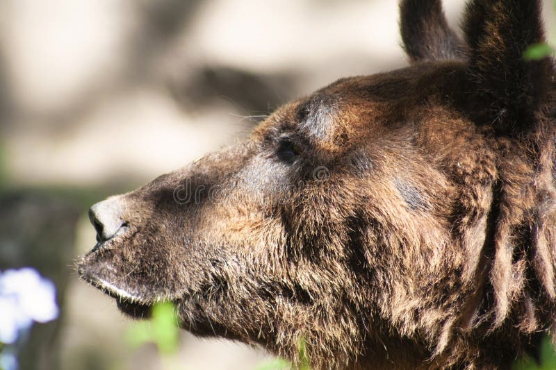 Closeup Shot of the Side Profile of a Brown Bear in a Zoo Stock Photo ...