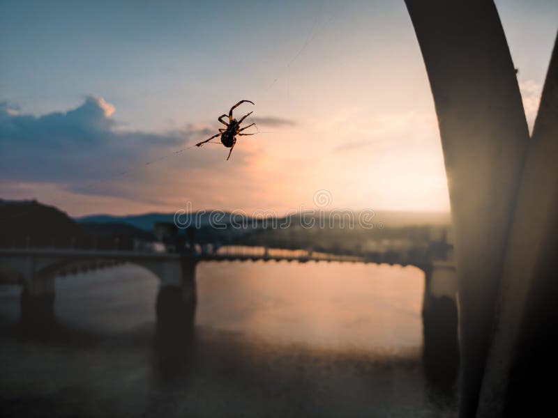 Closeup Shot of a Silhouette of a Small Spider on the Web with a Bridge ...