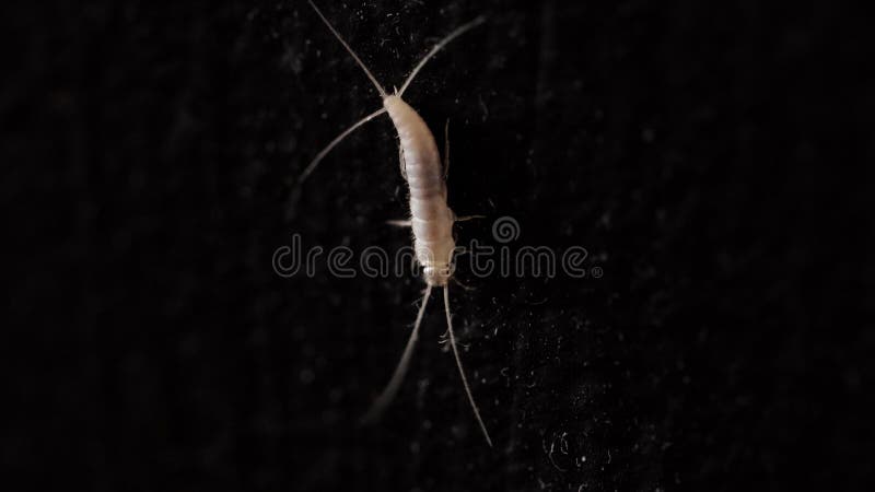 Closeup Shot of a Silverfish Stock Photo - Image of macro, little ...